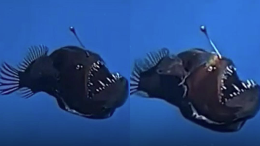 Peixe “diabo negro” é visto pela primeira vez à luz do dia | aRede