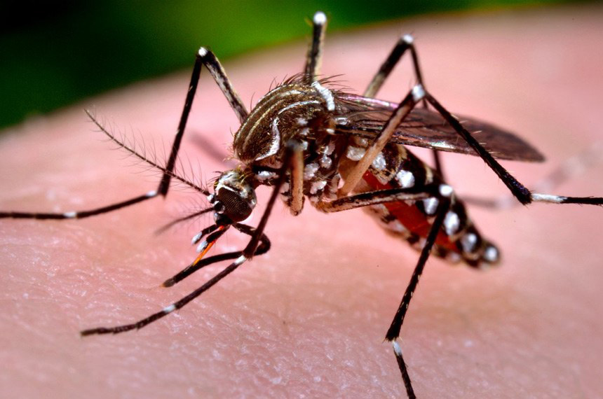 Sesa confirma novo óbito por dengue em Telêmaco Borba | aRede